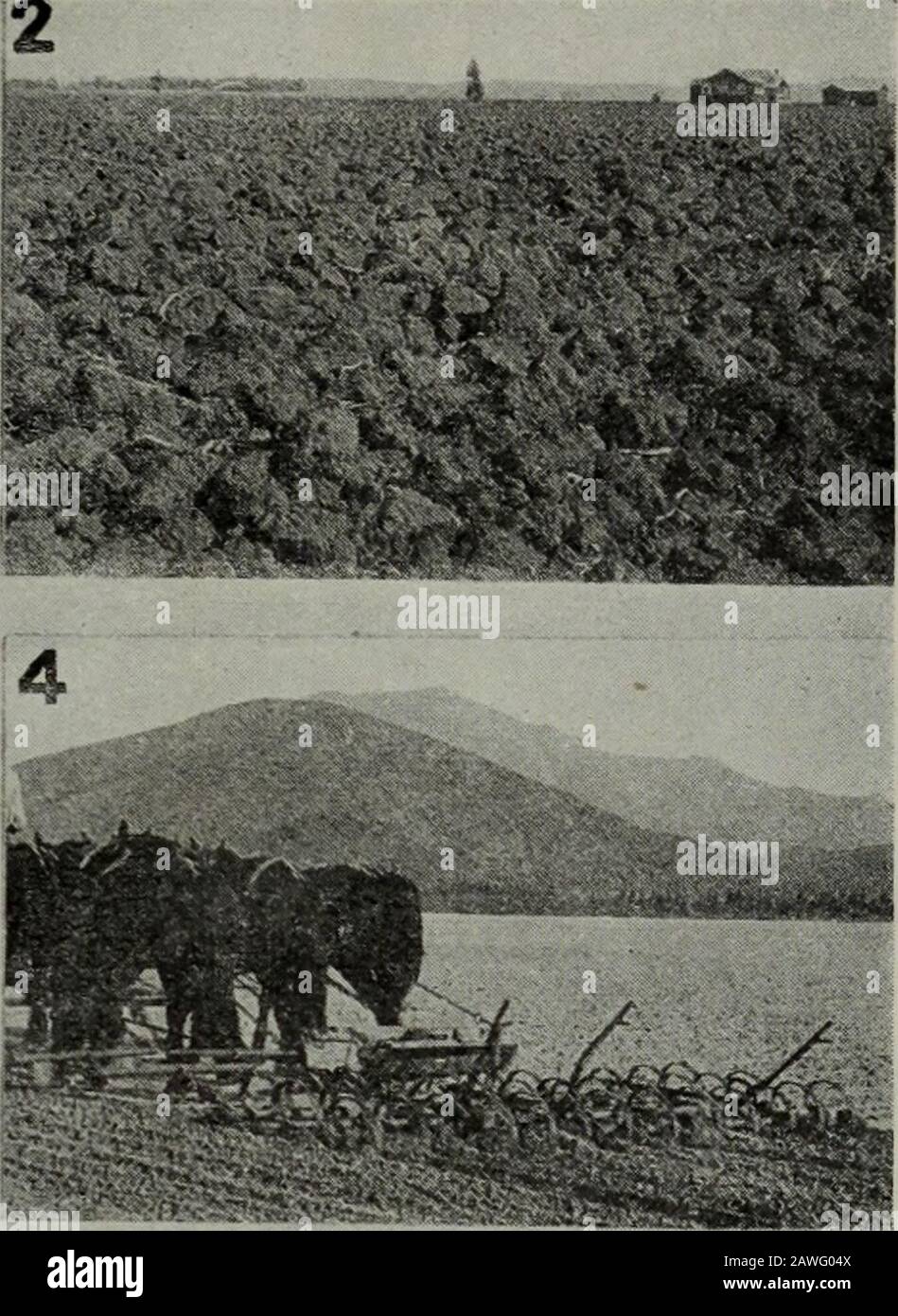 Bean culture in California . t; » -**??- 6 Stock Photo - Alamy