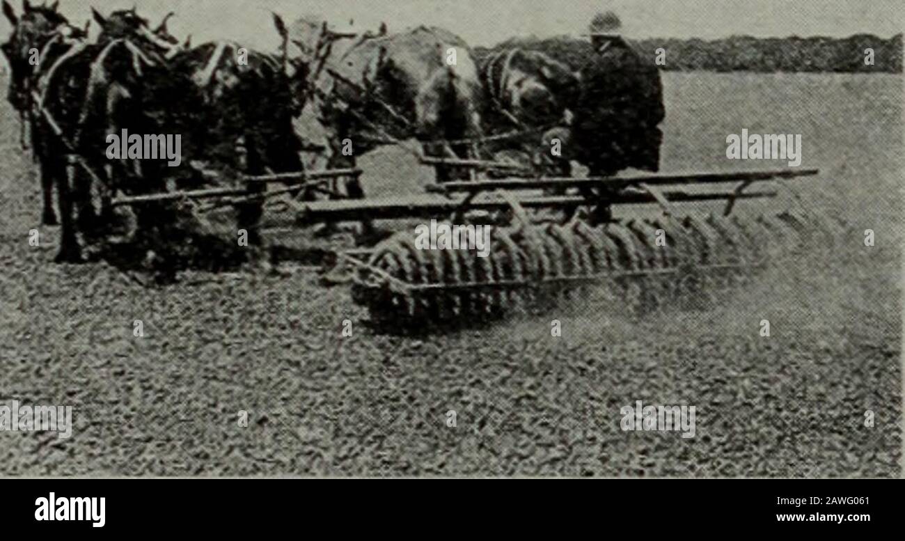 Bean culture in California Stock Photo - Alamy