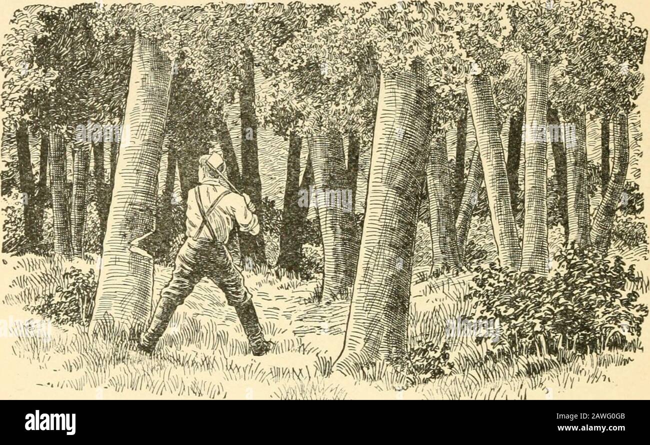 Early settlers clearing land hi-res stock photography and images - Alamy