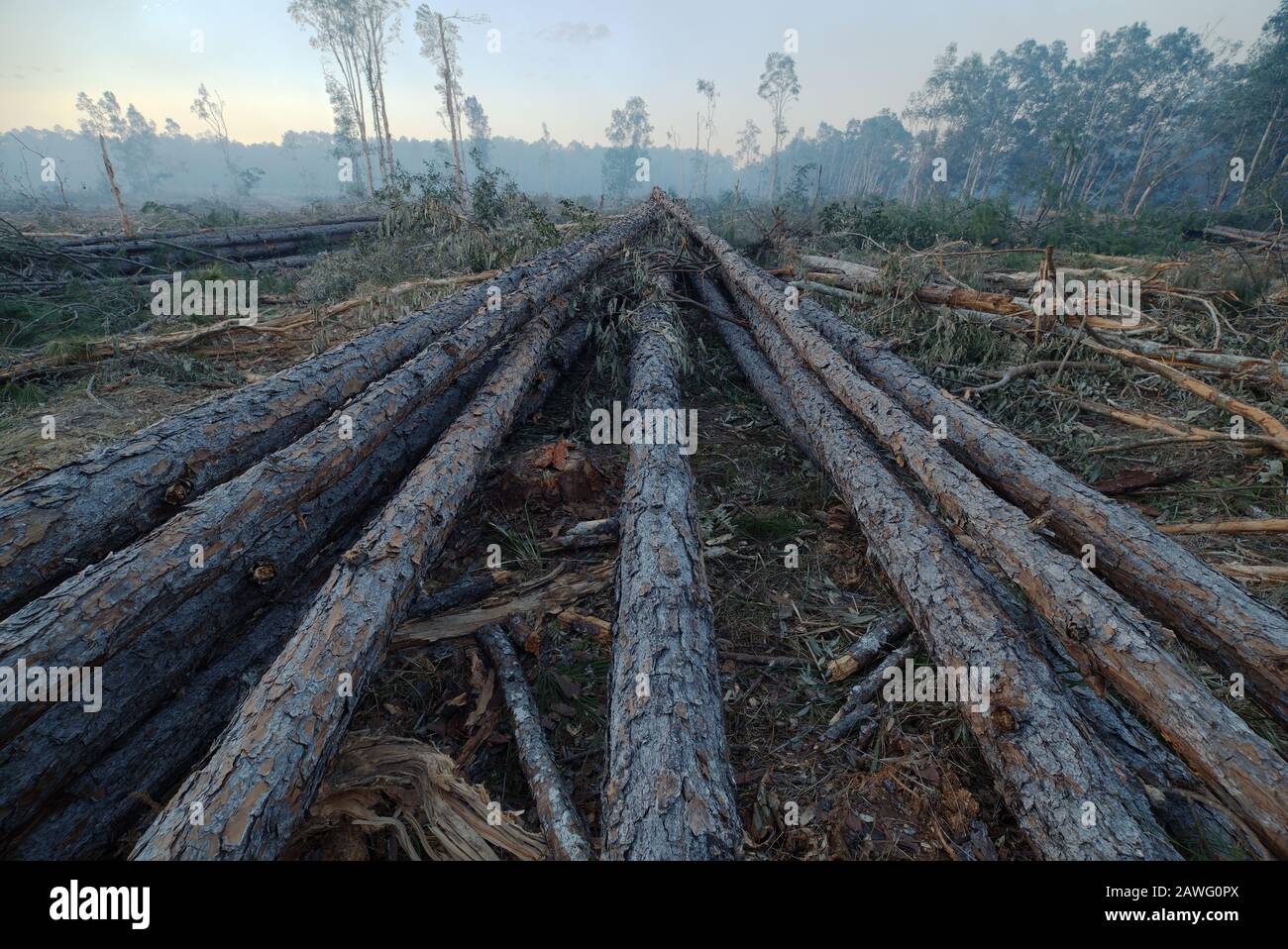 Deforestation australia hi-res stock photography and images - Alamy