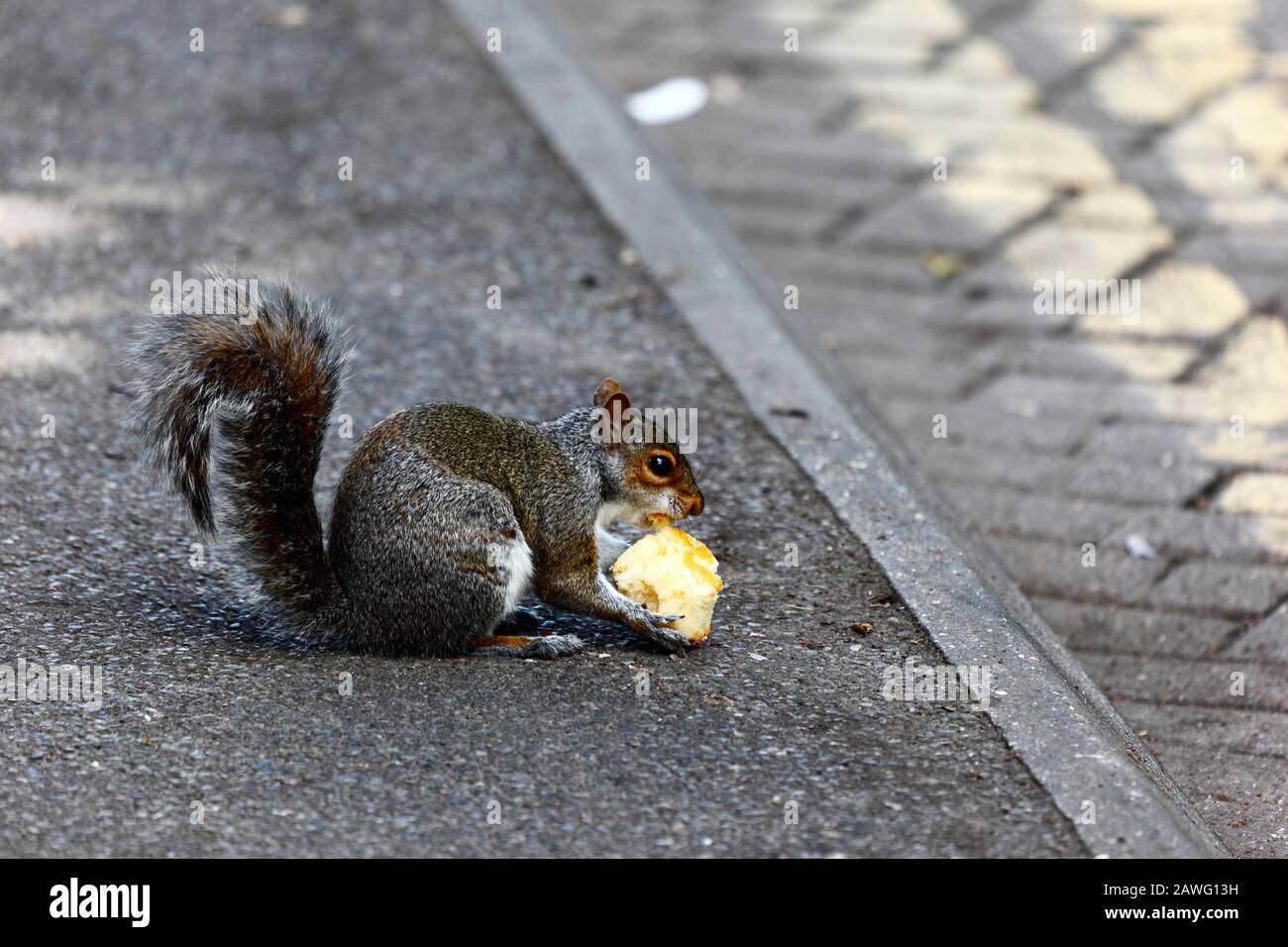 Eastern gray squirrel (Sciurus carolinensis) eating a piece of cake on ...