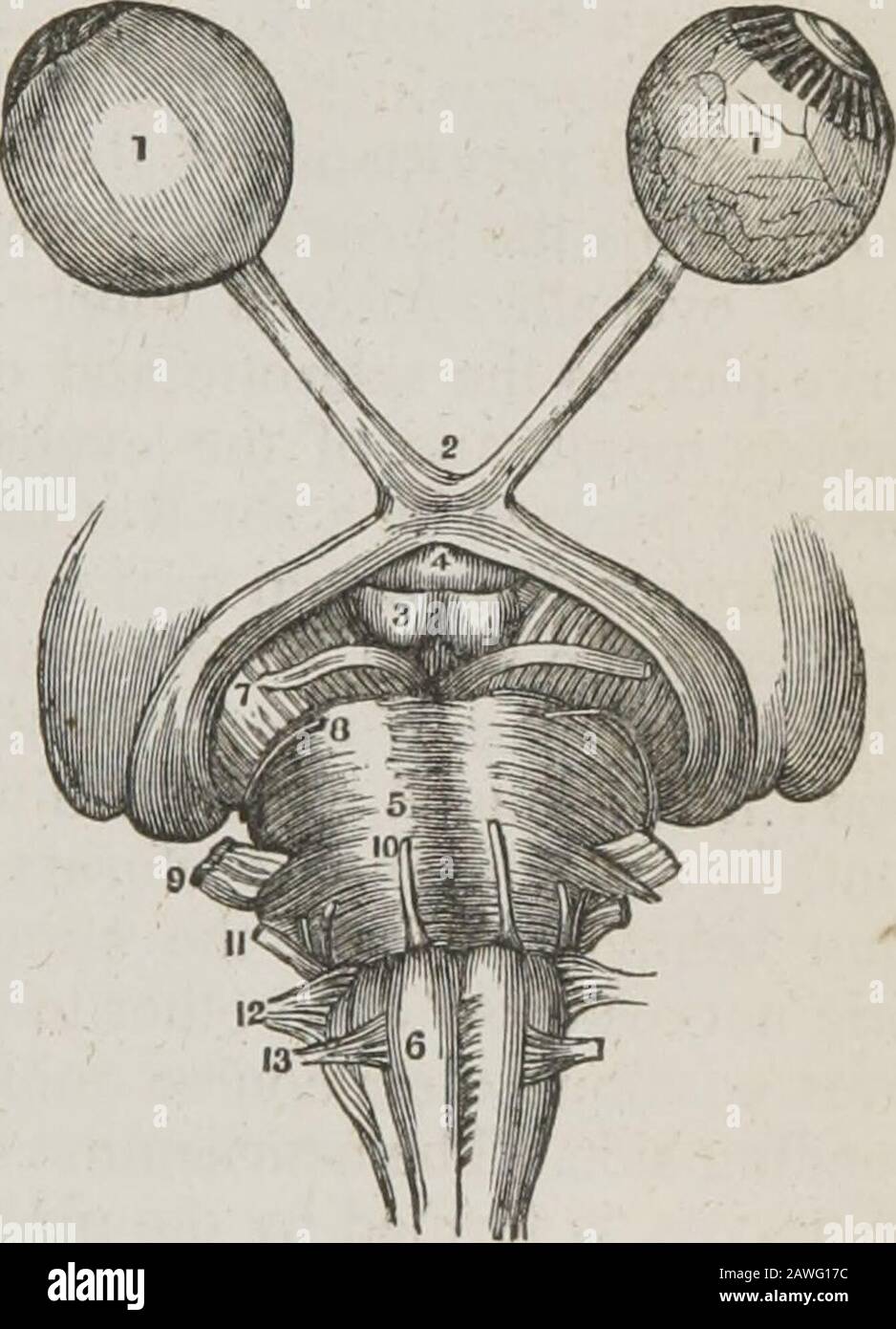 A system of human anatomy, general and special . rst Pair. Olfac-tory ...