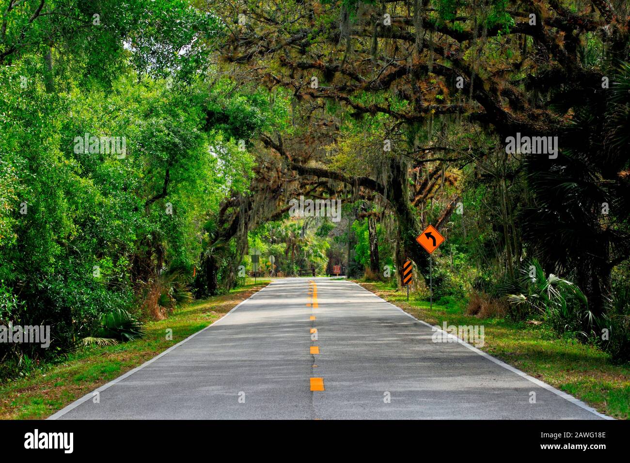 Canopy road hi-res stock photography and images - Alamy
