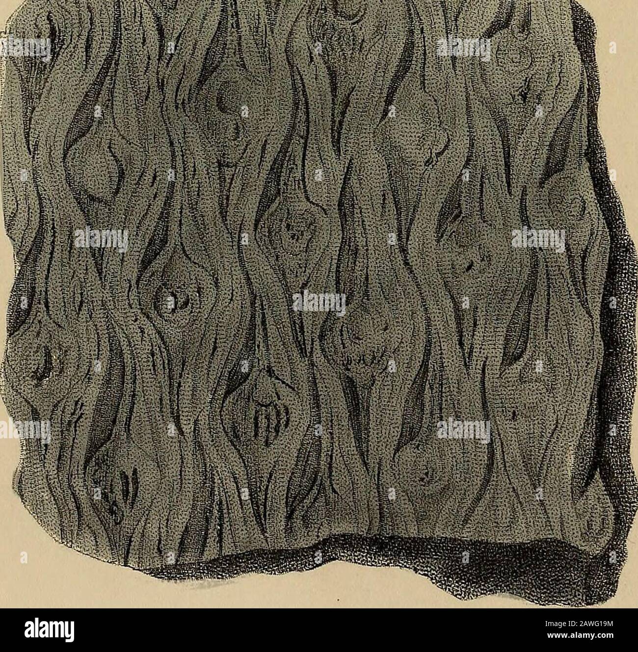 Lepidodendron tree hi-res stock photography and images - Alamy