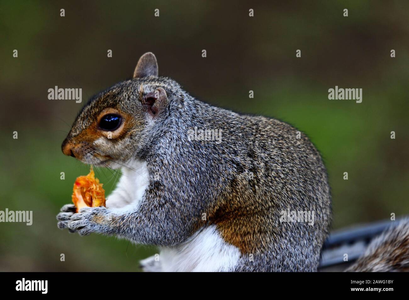 Eastern gray squirrel (Sciurus carolinensis) eating a peach stone on ...