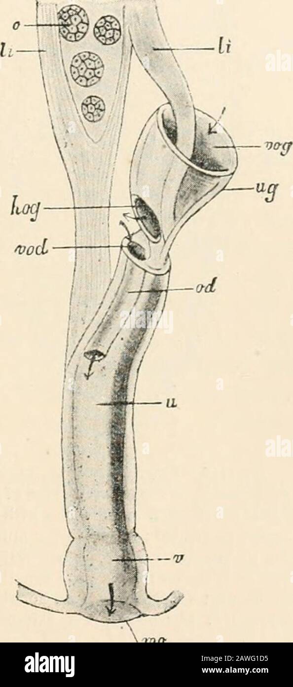 Text-book of comparative anatomy . o a tubular unpaired division, atus ...