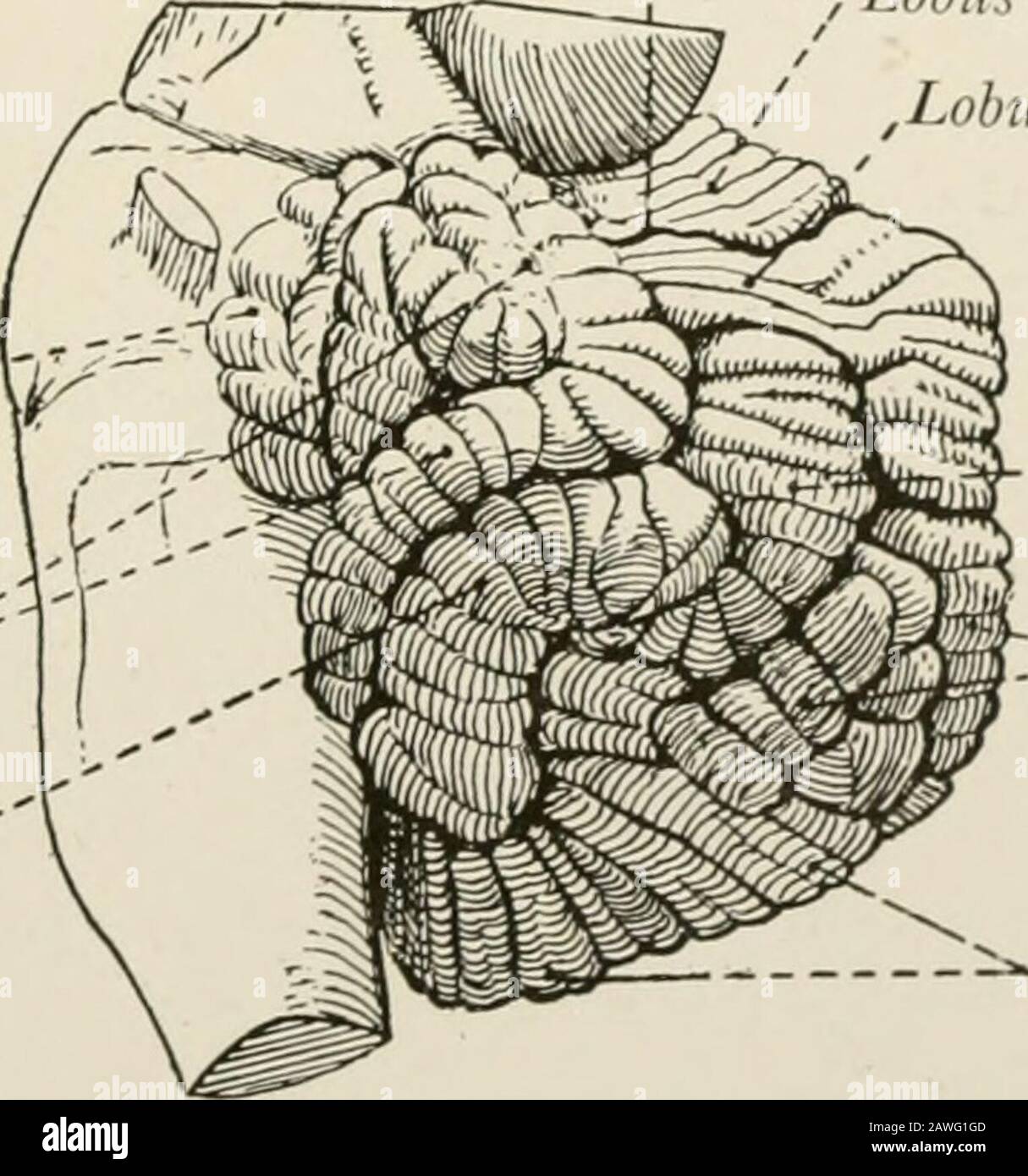 Two lateral portions hi-res stock photography and images - Alamy