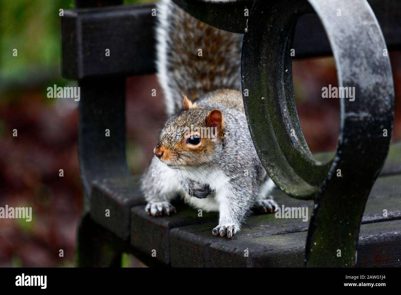 Eastern gray squirrel (Sciurus carolinensis) sitting on park bench ...