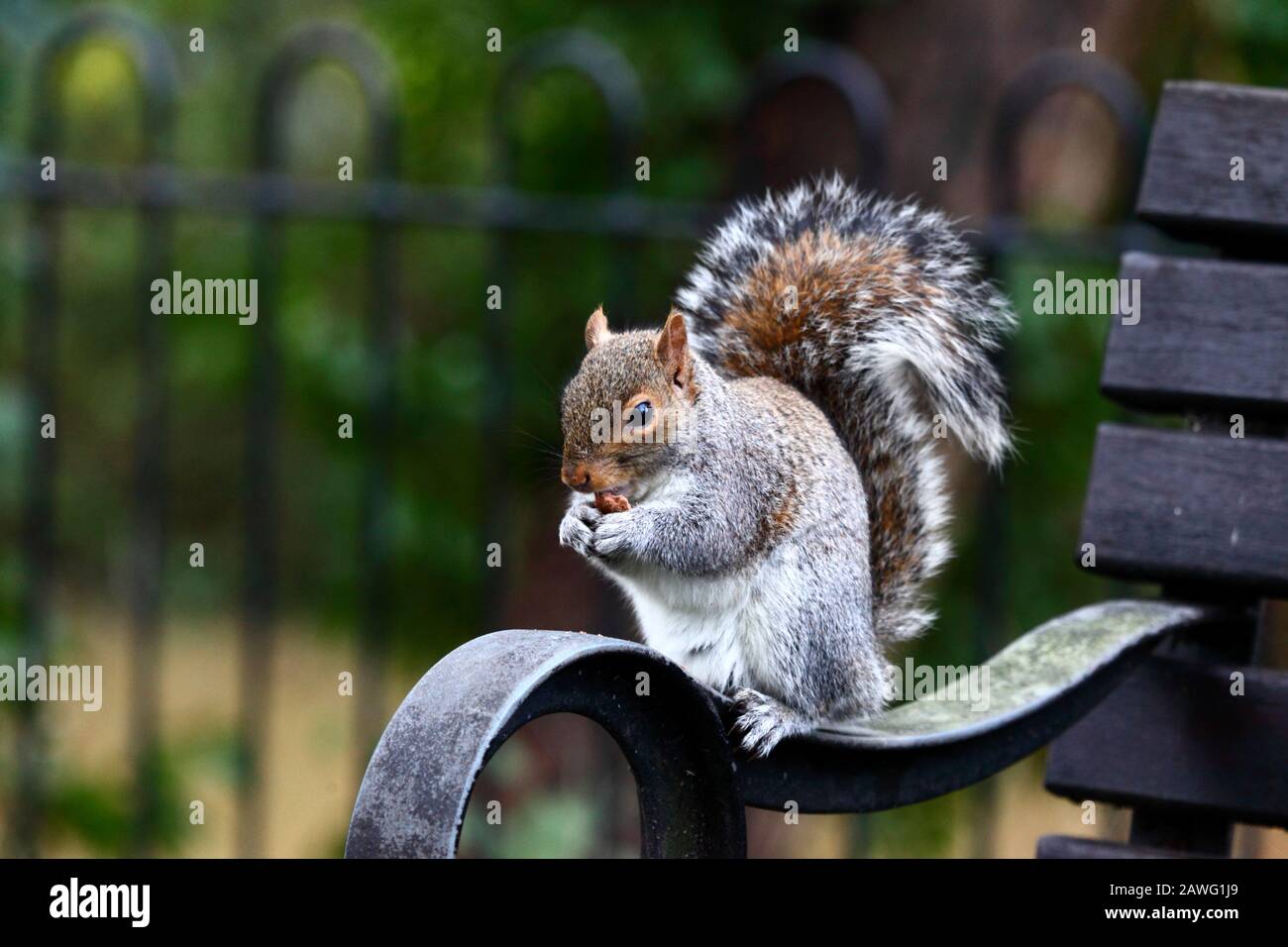 Eastern gray squirrel (Sciurus carolinensis) sitting on park bench ...