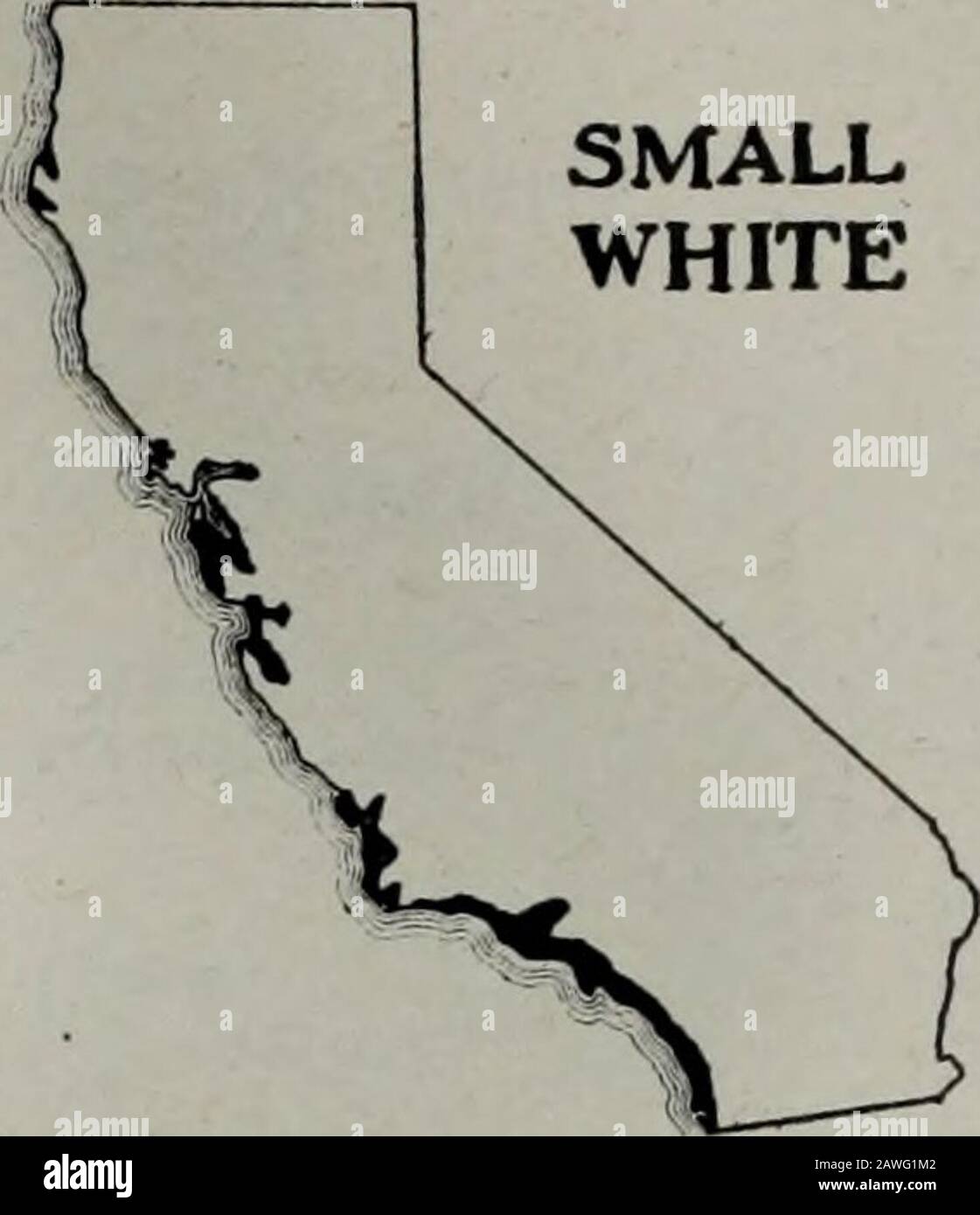 Bean culture in California . SMALLWHITE Stock Photo - Alamy