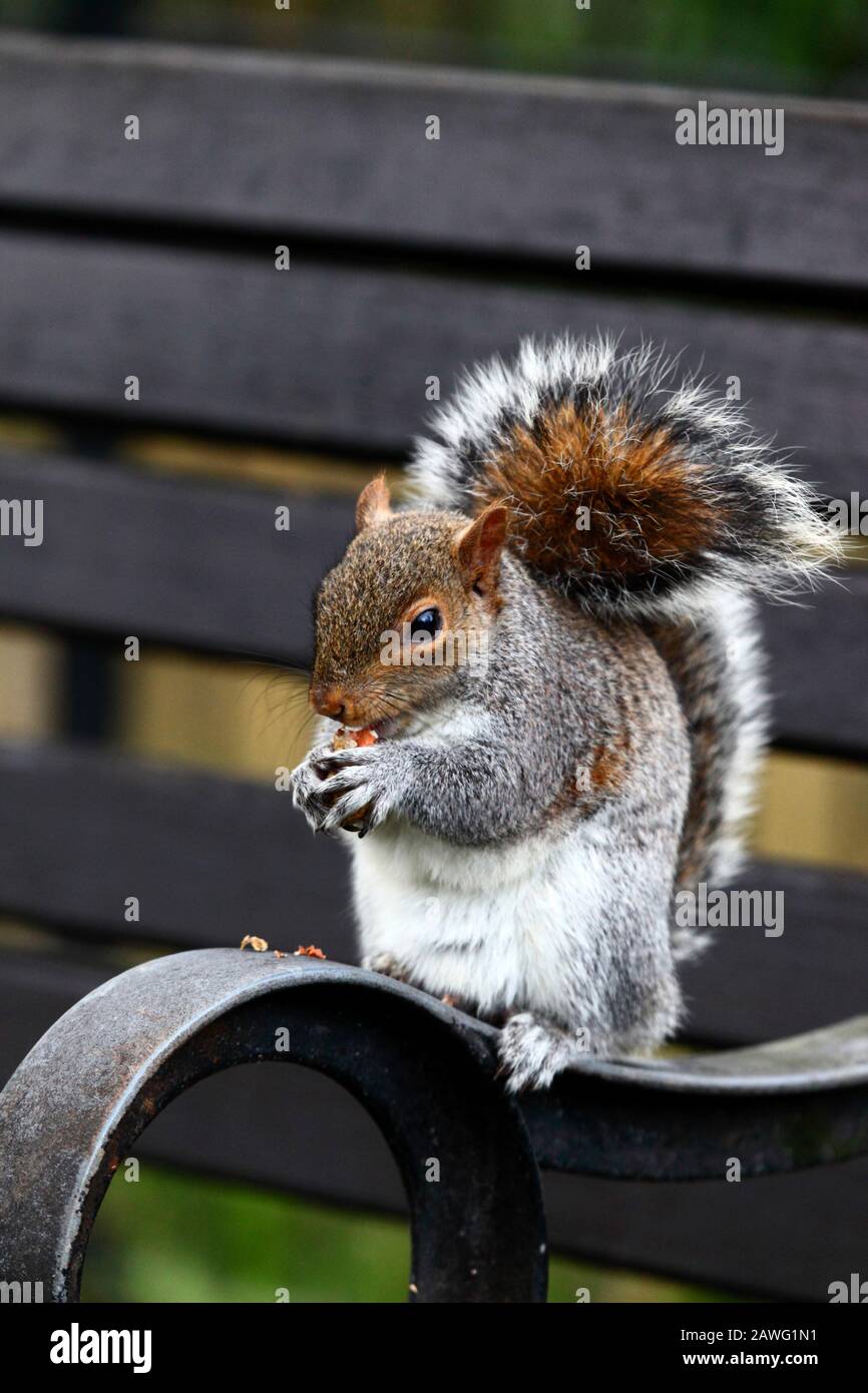 Eastern gray squirrel (Sciurus carolinensis) sitting on park bench ...
