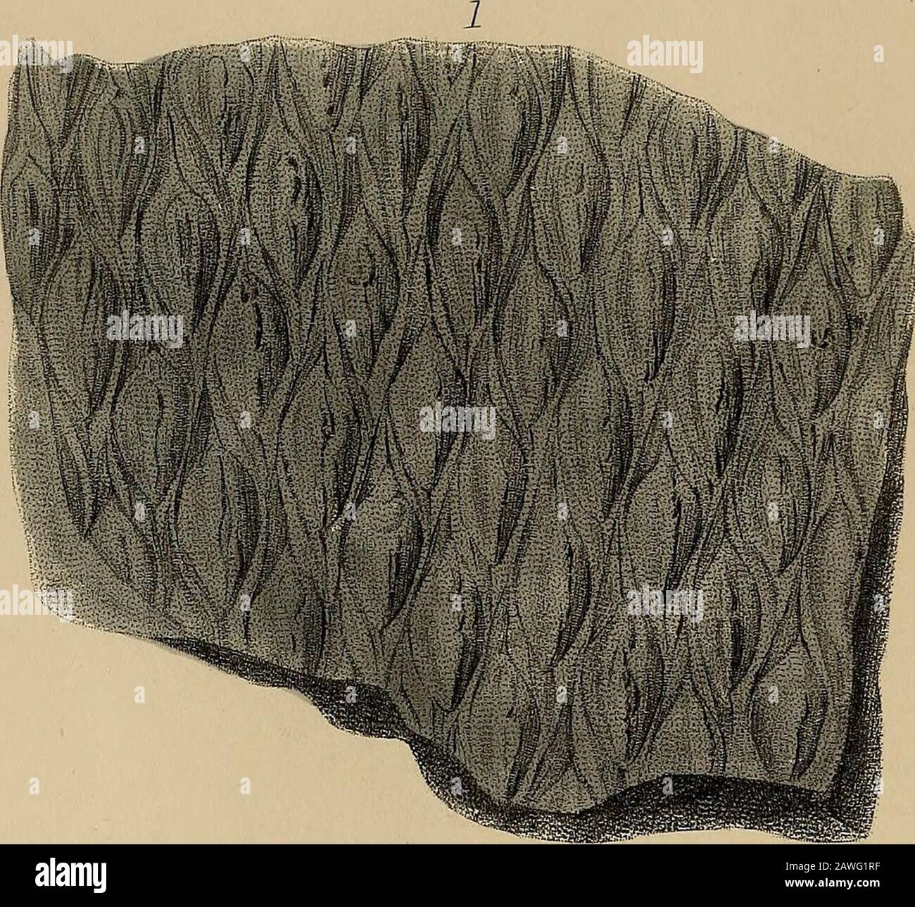 Fossil carboniferous plants hi-res stock photography and images - Alamy