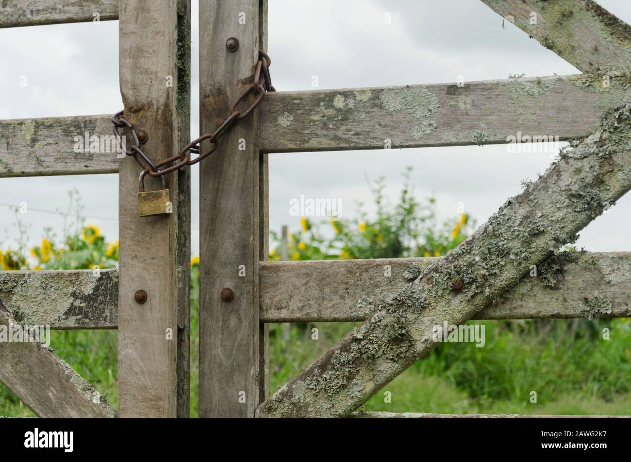 Angiosperm gate hi-res stock photography and images - Alamy