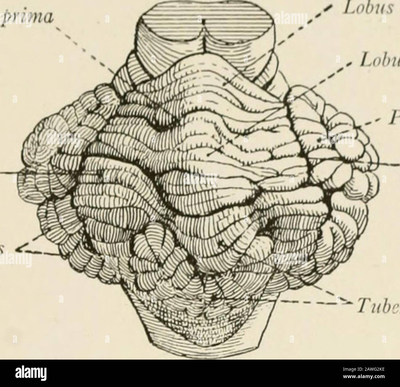 Prima superior hi-res stock photography and images - Alamy