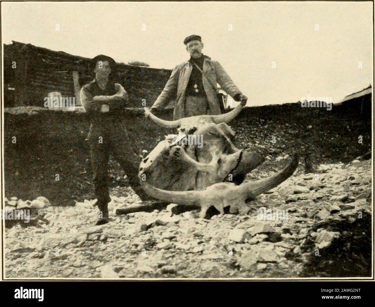 Bison skulls hi-res stock photography and images - Alamy