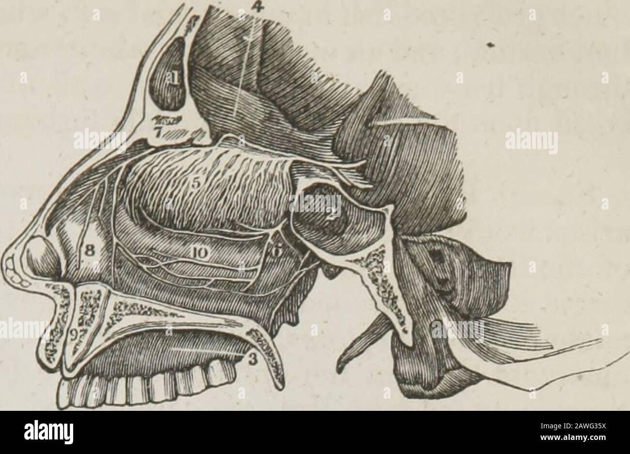 Glossopharyngeal nerves hi-res stock photography and images - Alamy