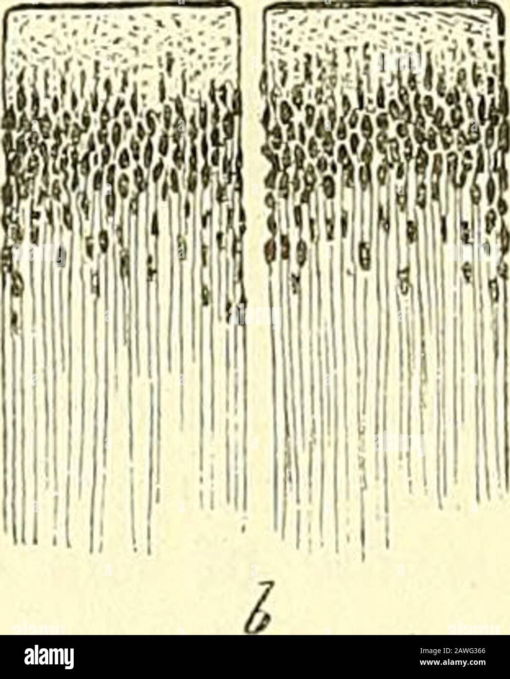 Quains hi-res stock photography and images - Alamy