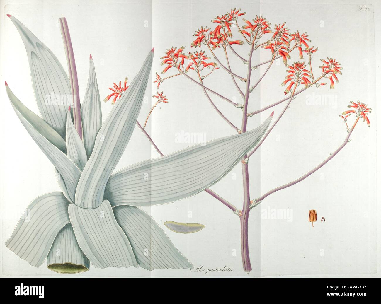 Aloe anatomy hi-res stock photography and images - Alamy