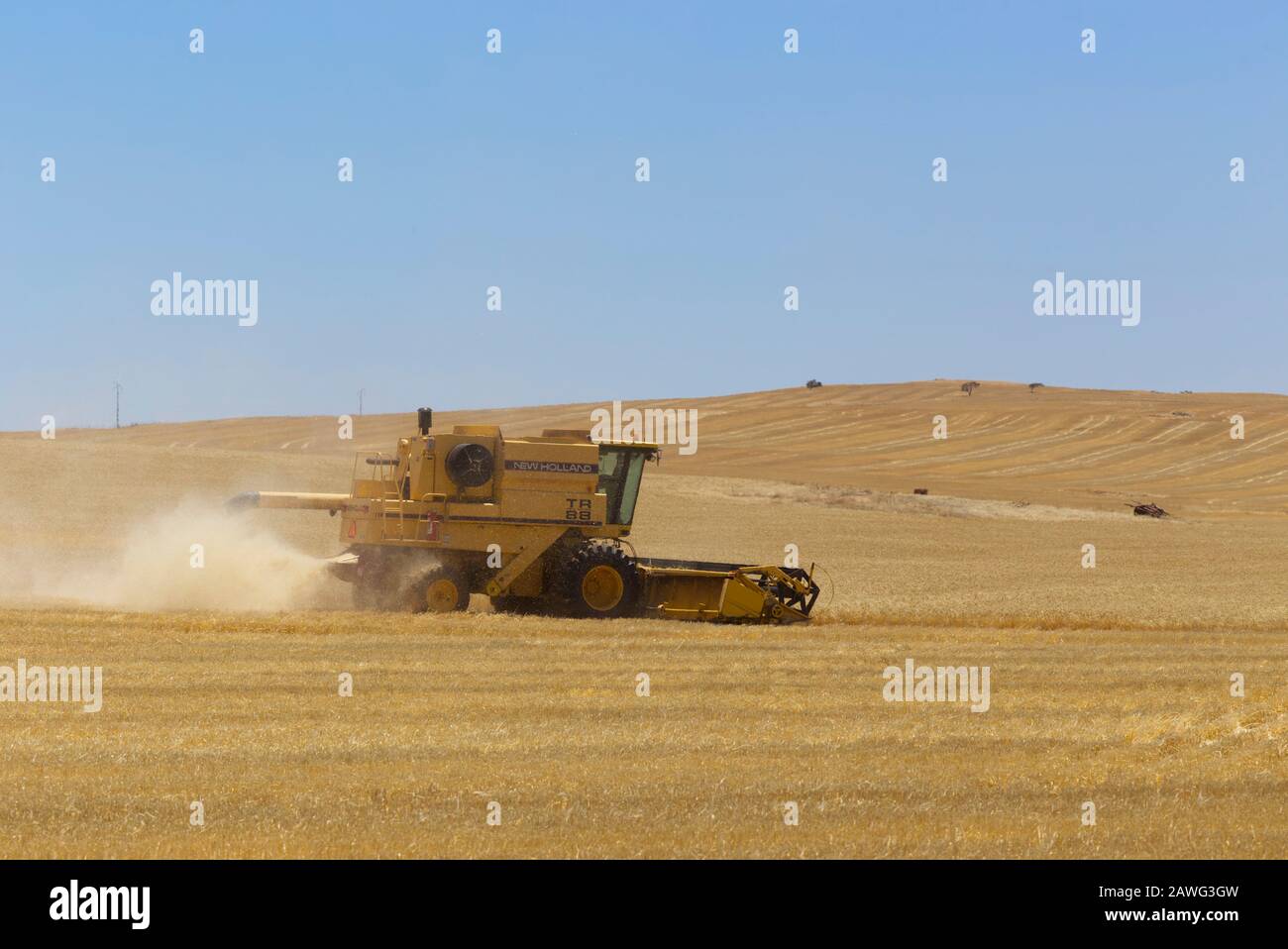 Combine harvester reaping a crop of wheat in South Australia Stock ...