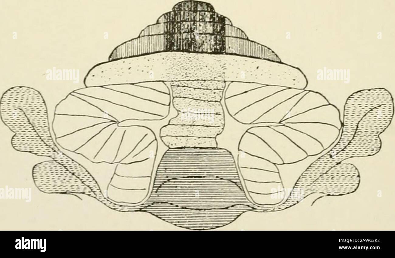 The anatomy of the nervous system, from the standpoint of development ...