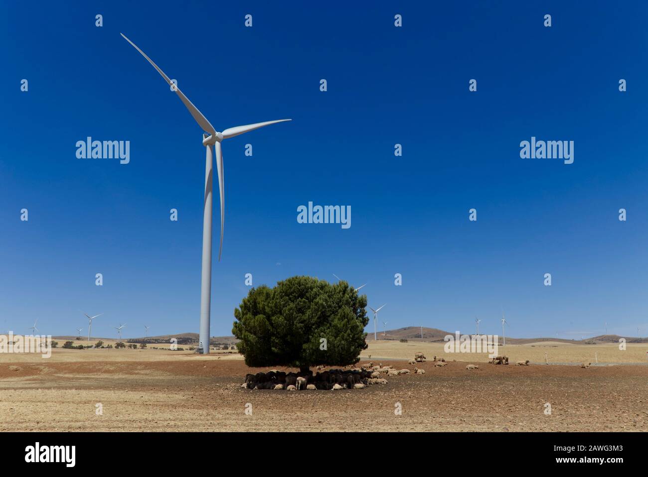 Sheep sheltering from the sun under a tree while wind turbines generate ...