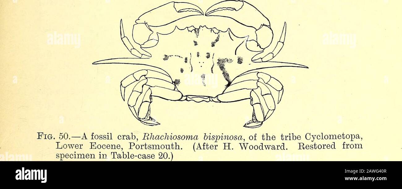 A guide to the fossil invertebrate animals in the Department of geology ...