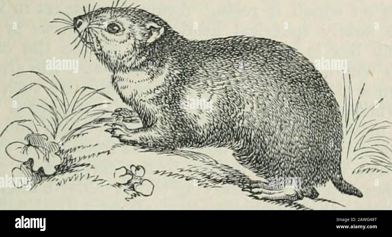 King hamster hi-res stock photography and images - Alamy