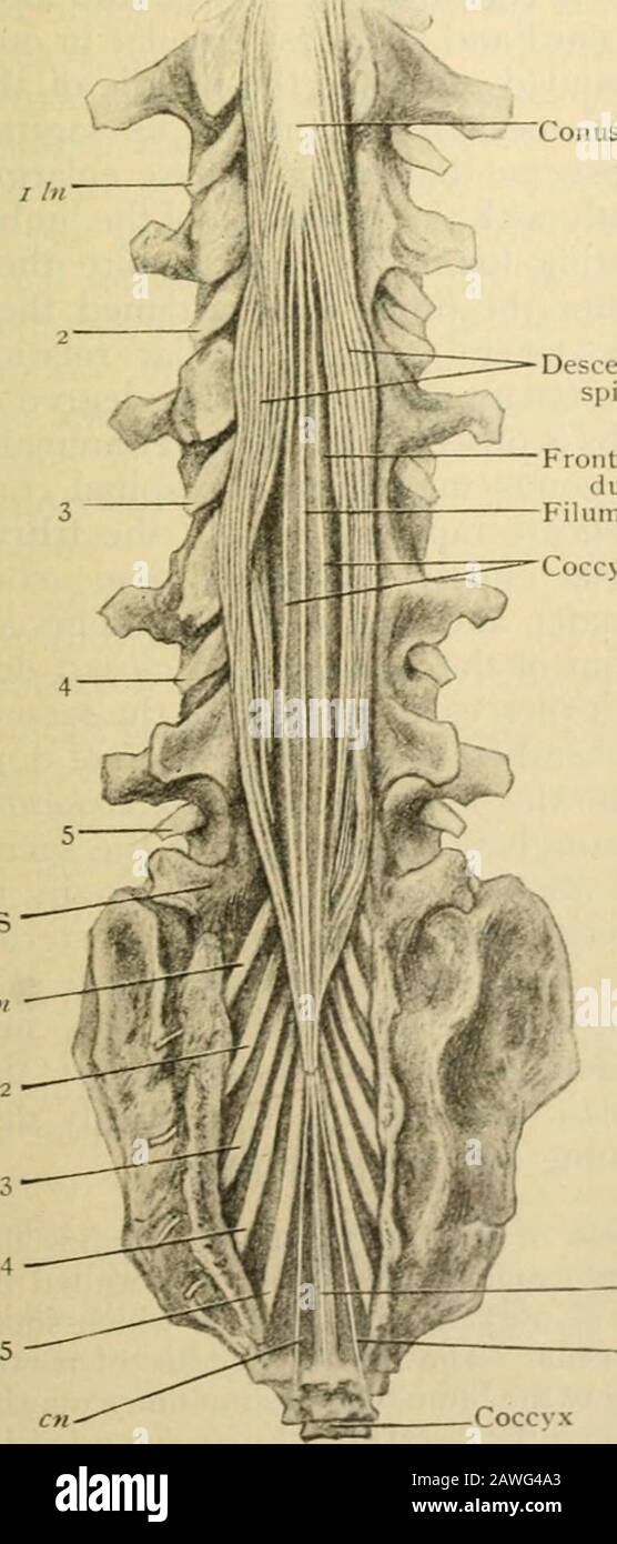 Dural sheath hi-res stock photography and images - Alamy