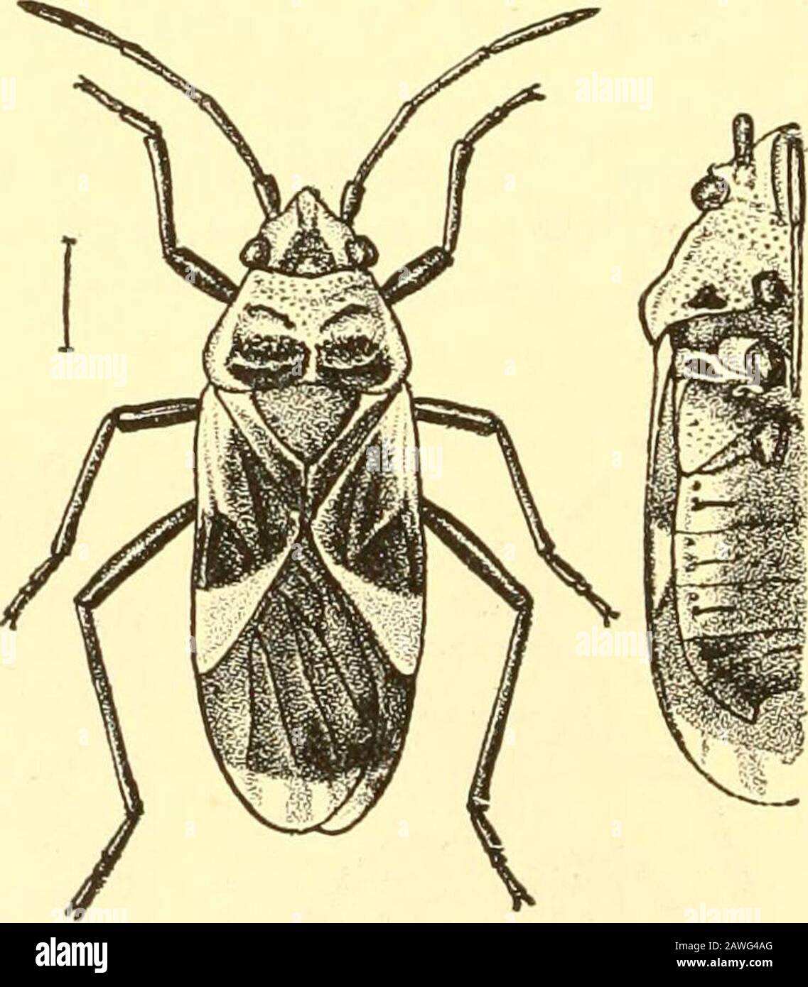 Central longitudinal line hi-res stock photography and images - Alamy