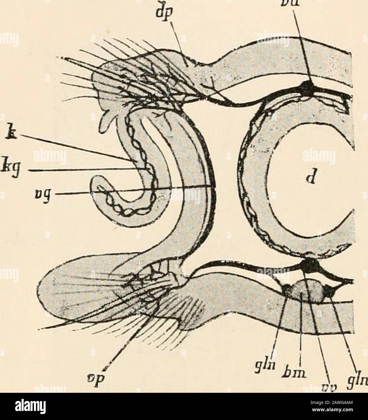 Text-book of comparative anatomy . ture from thegeneral plan of the ...