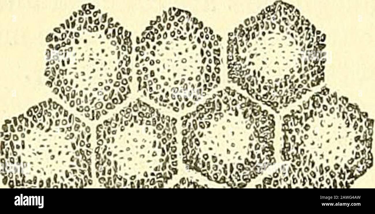 Choroid coat hi-res stock photography and images - Alamy