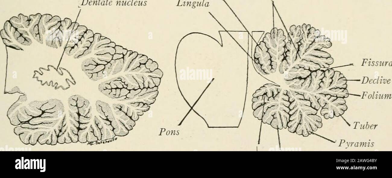 Flocculus hi-res stock photography and images - Alamy