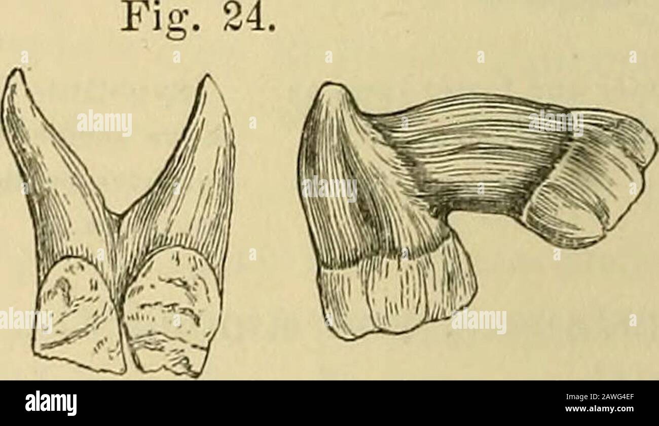 Gemination hi-res stock photography and images - Alamy