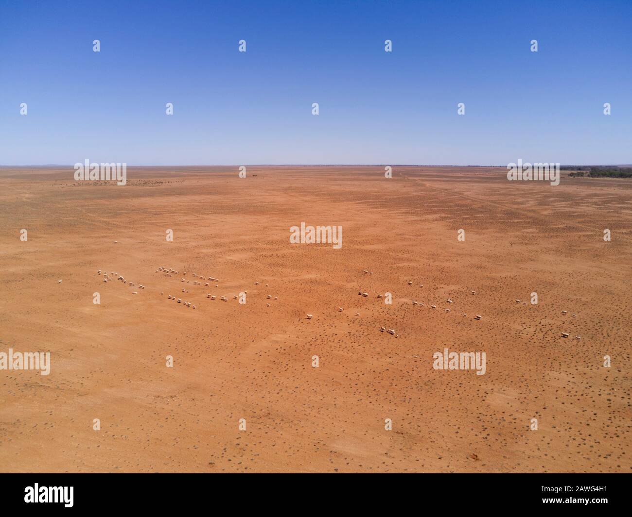 Aerial of sheep grazing in large paddock during drought affected ...