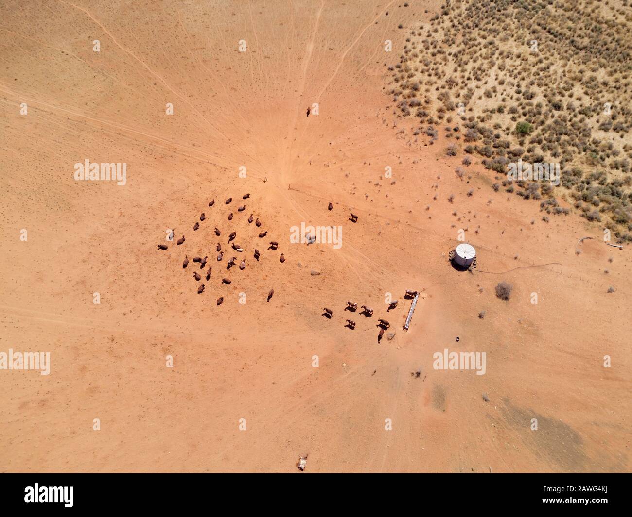 Aerial of resting cattle at a water tank during an extended drought in ...