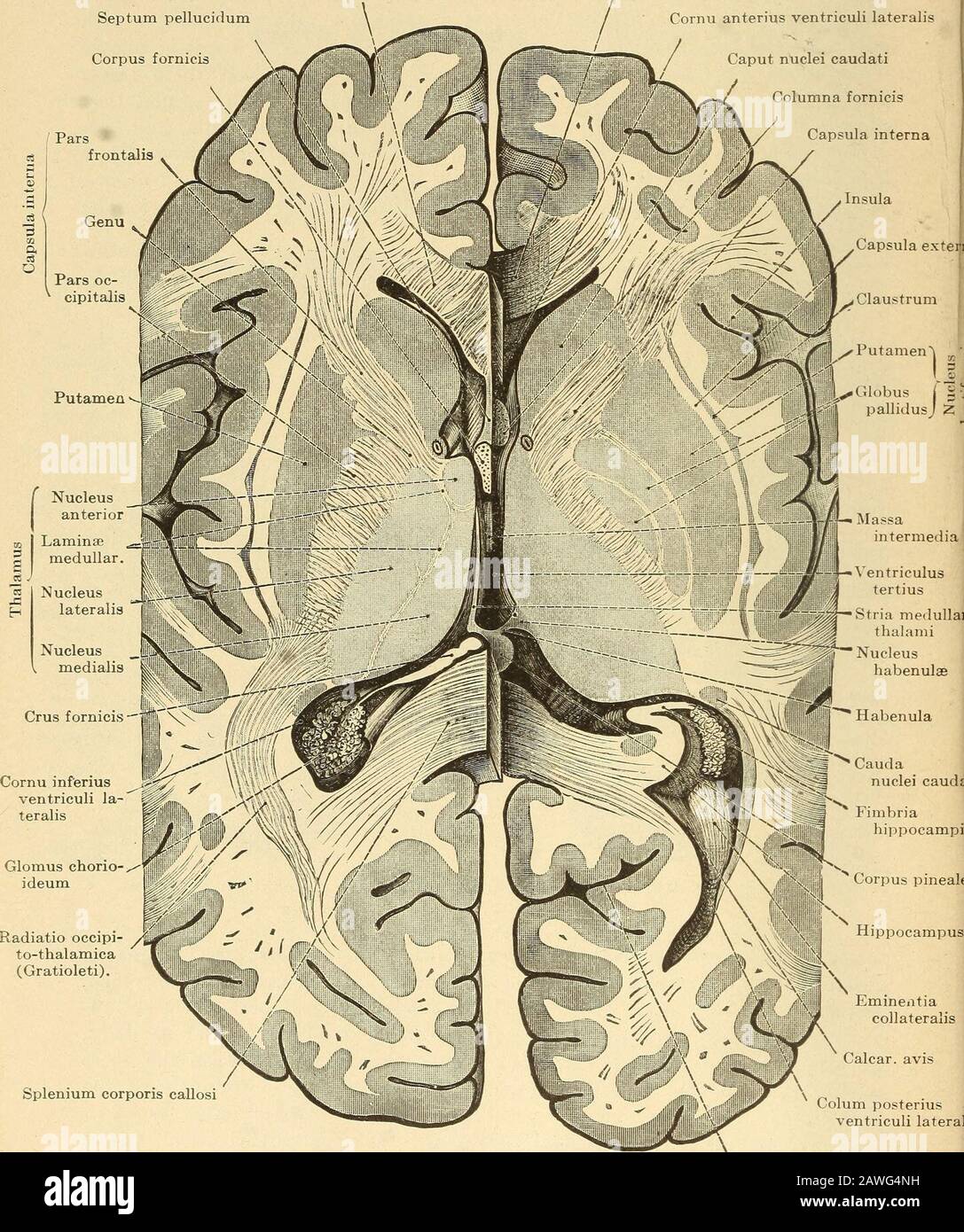 Cerebral Peduncle High Resolution Stock Photography and Images - Alamy