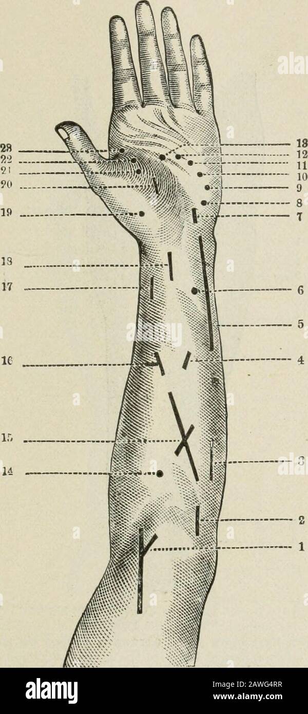 Posterior aspect of forearm hi-res stock photography and images - Alamy