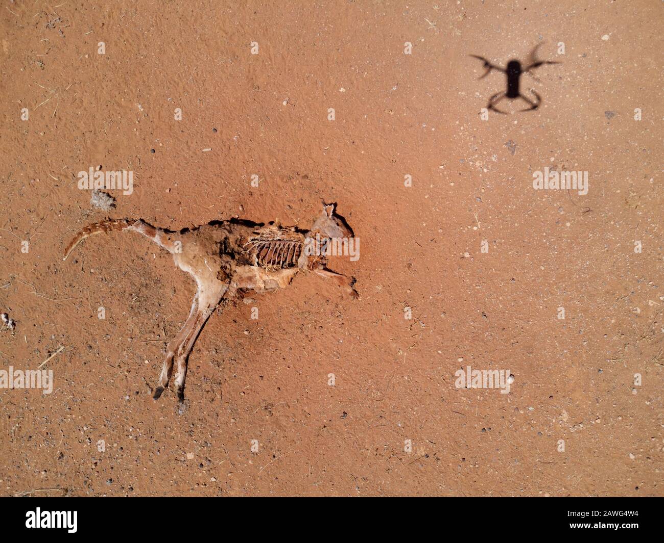 Dead kangaroo hi-res stock photography and images - Alamy