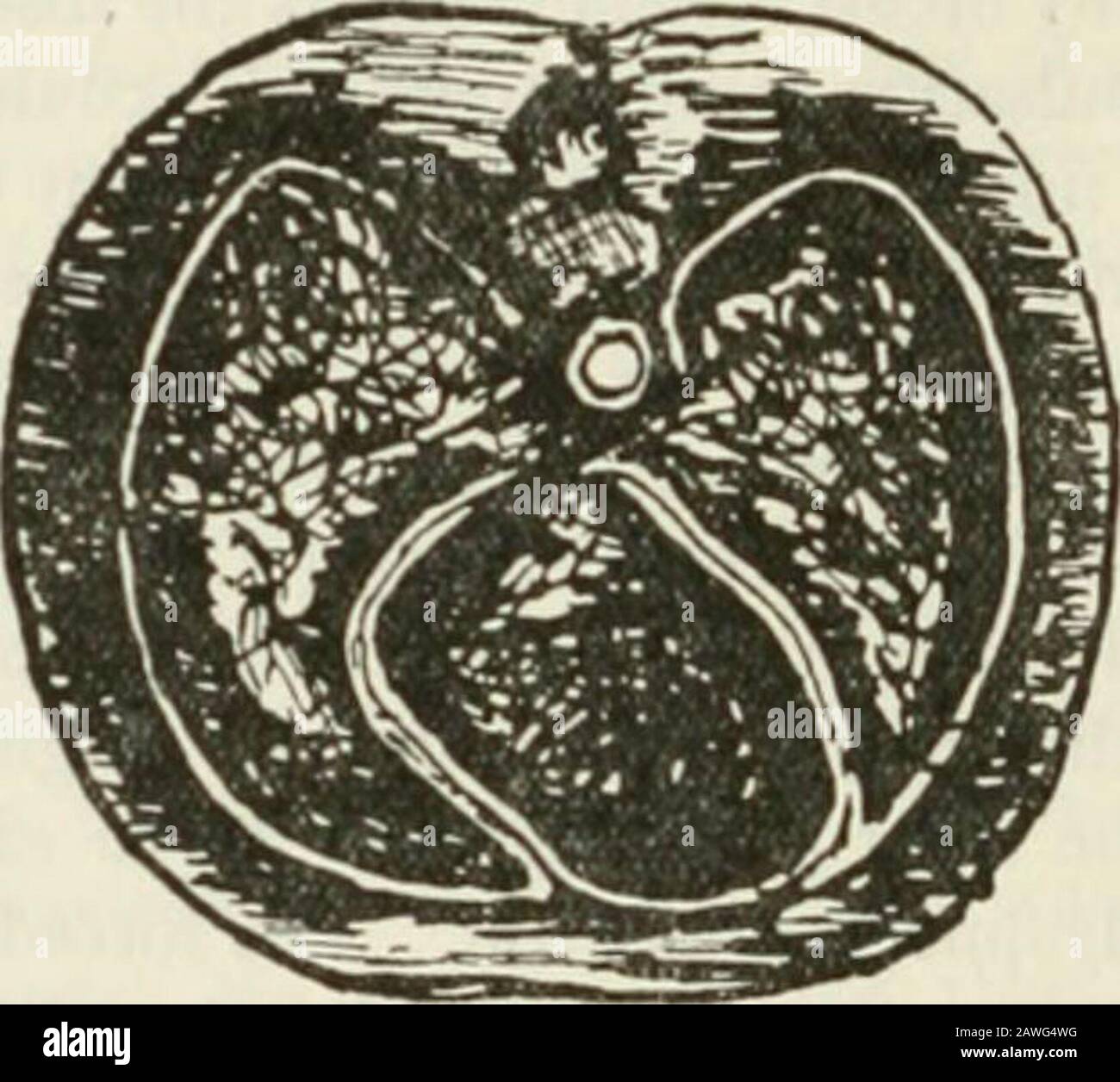The Practitioner . Fig. I. Diagram of a transverse section of the ...