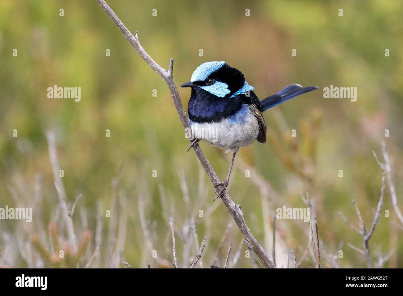 Superb Fairy Wren Stock Photo - Alamy