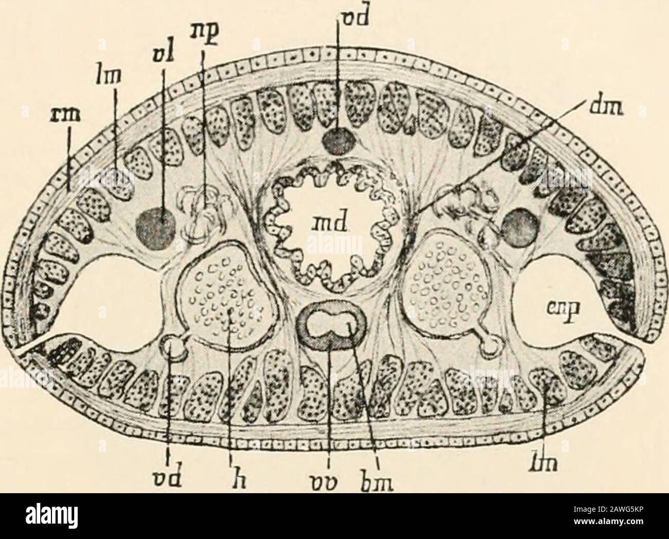 Leech Cross Section Labeled