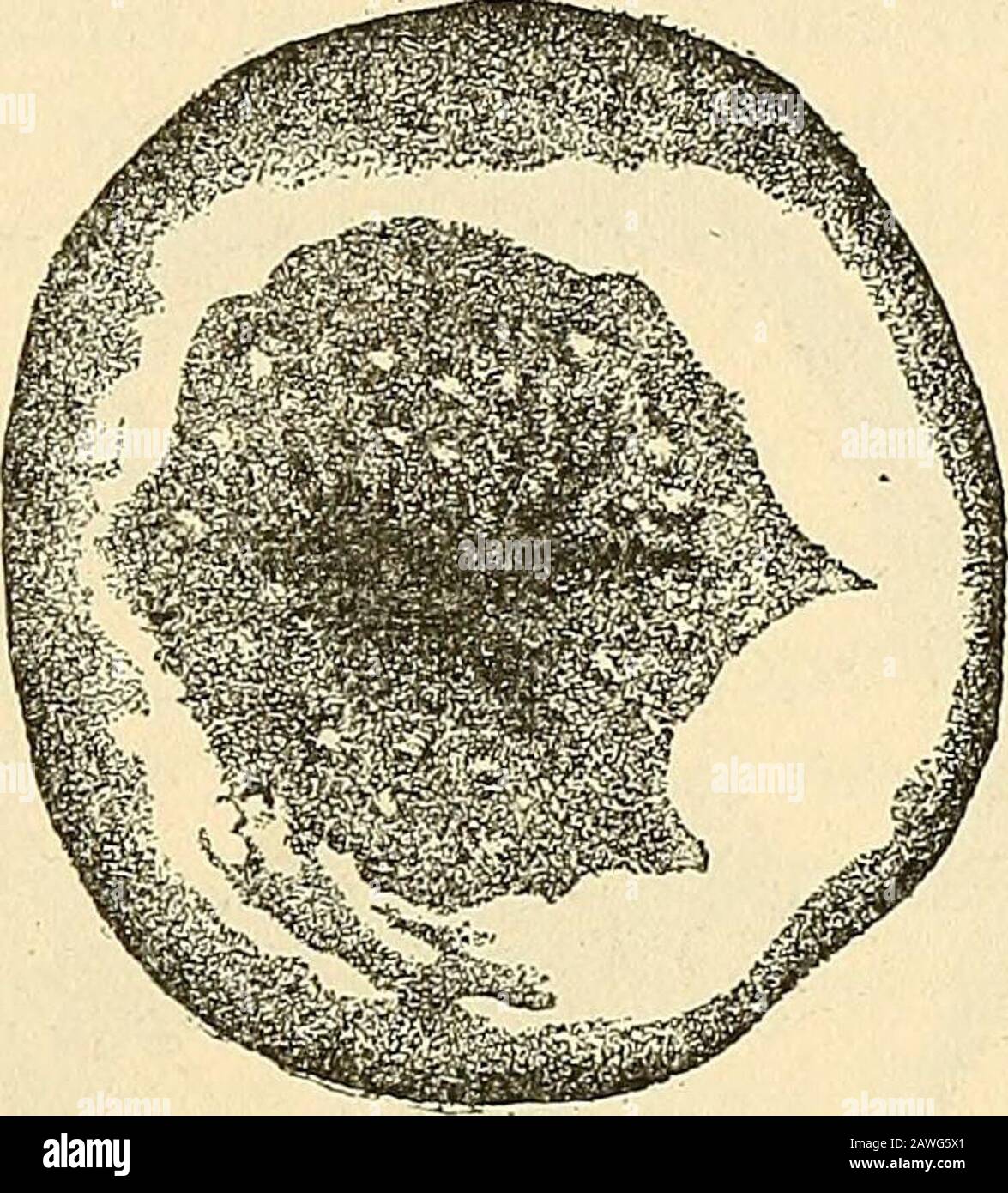 Glandes hi-res stock photography and images - Alamy