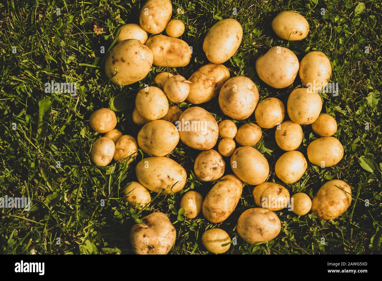 Fresh young potato lies on the grass. raw vegetables. healthy eating ...