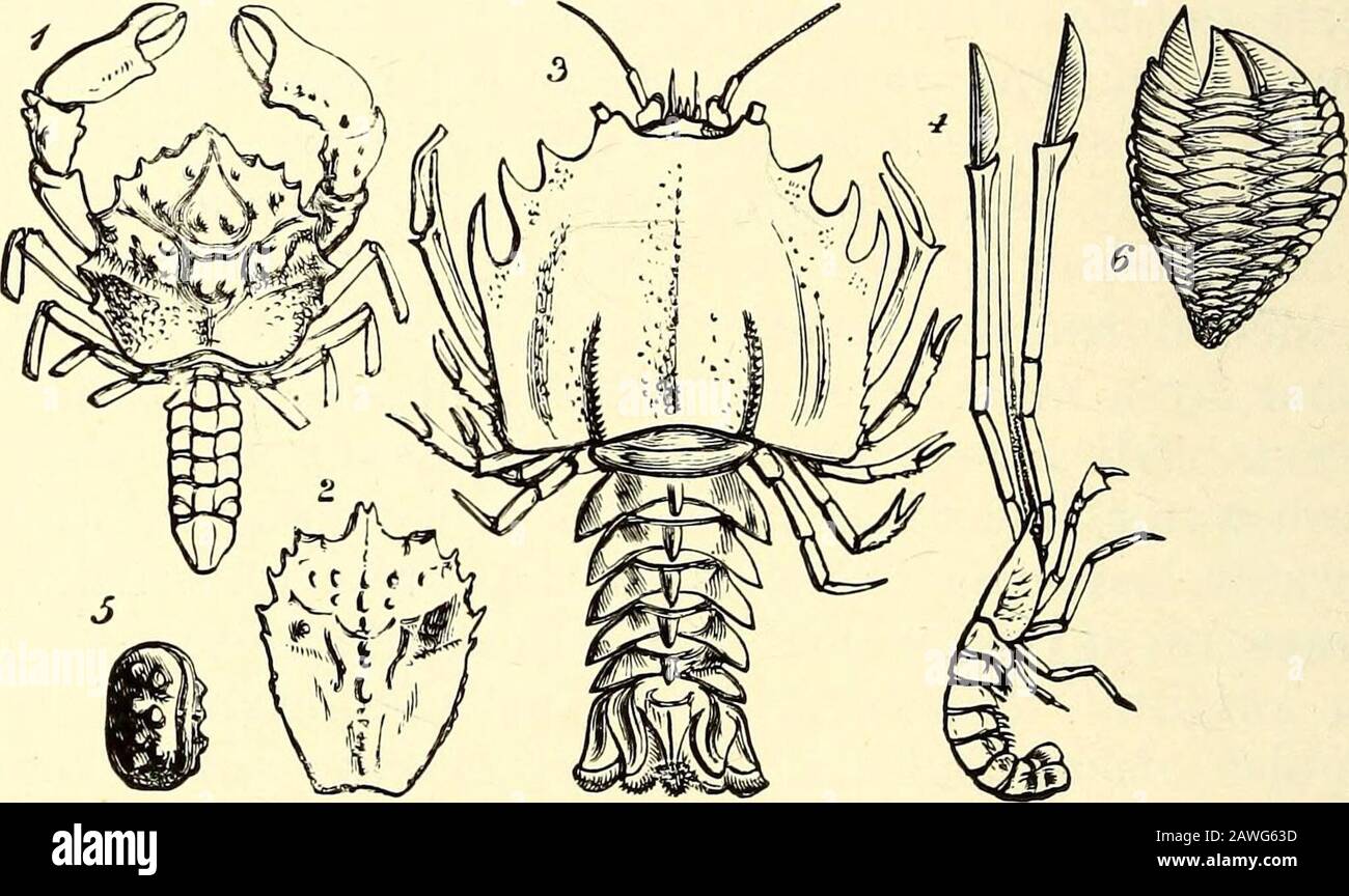 Ordovician invertebrate hi-res stock photography and images - Alamy