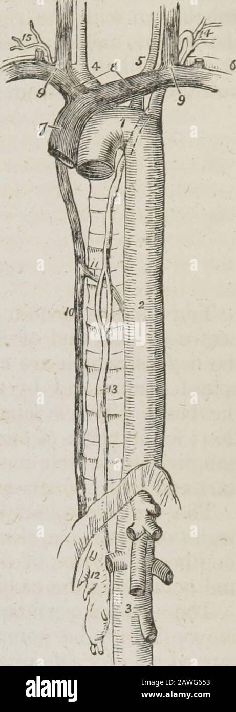 A system of human anatomy, general and special . ncipal branches ...