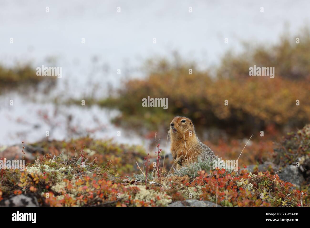 Ground squirrel, also known as Richardson ground squirrel or siksik in ...