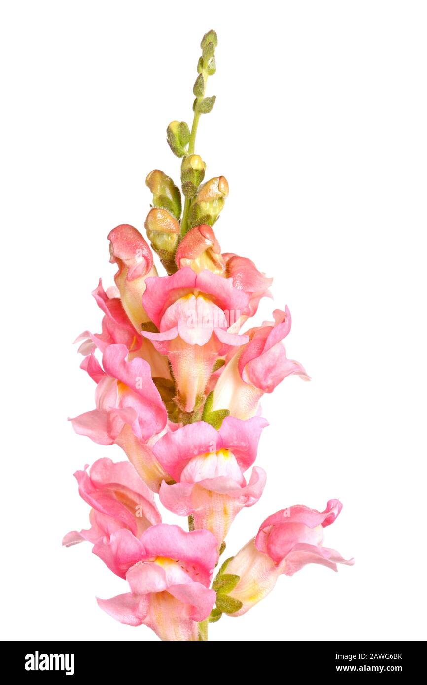 Red snapdragon isolated hi-res stock photography and images - Alamy