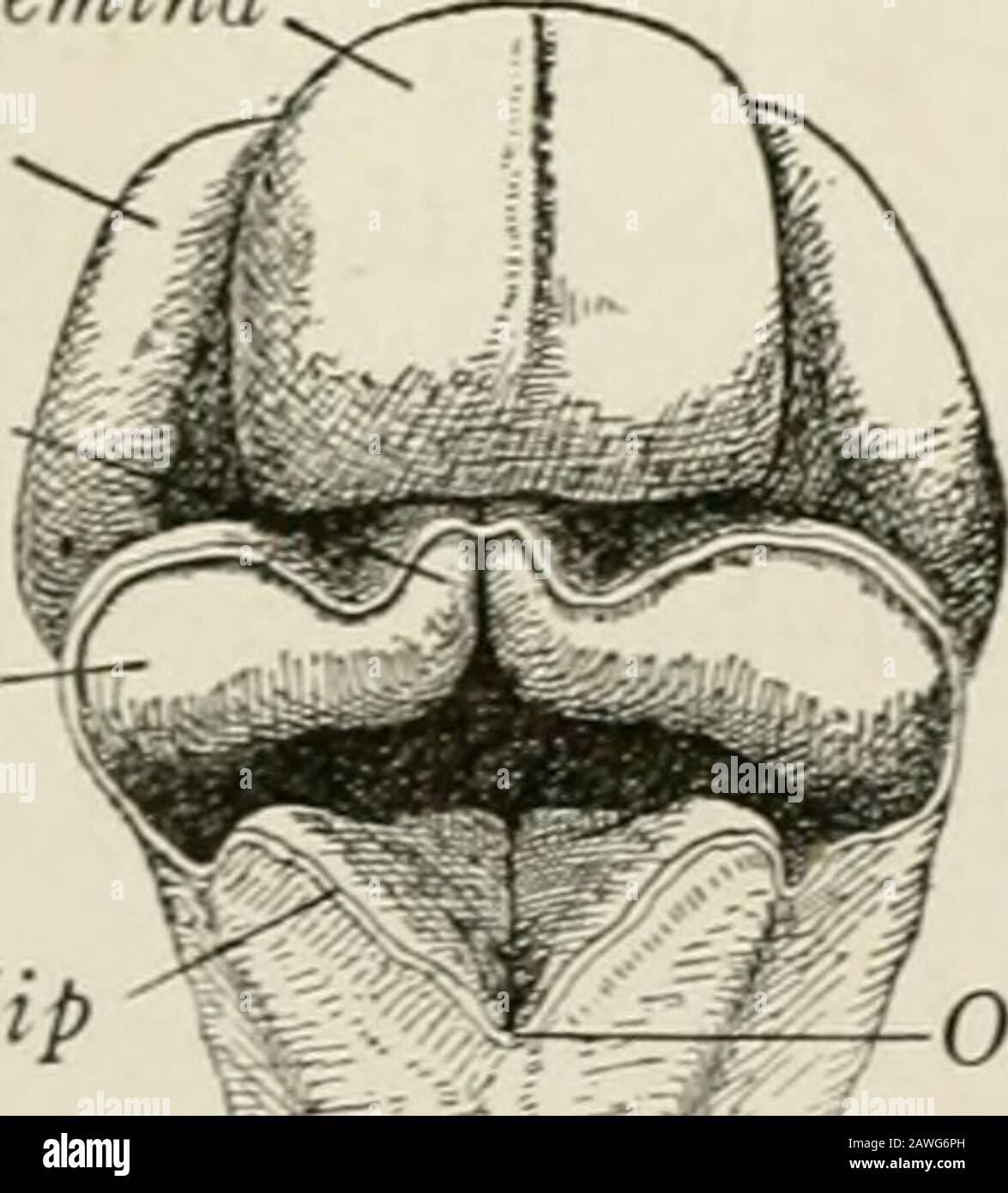 The anatomy of the nervous system, from the standpoint of development ...