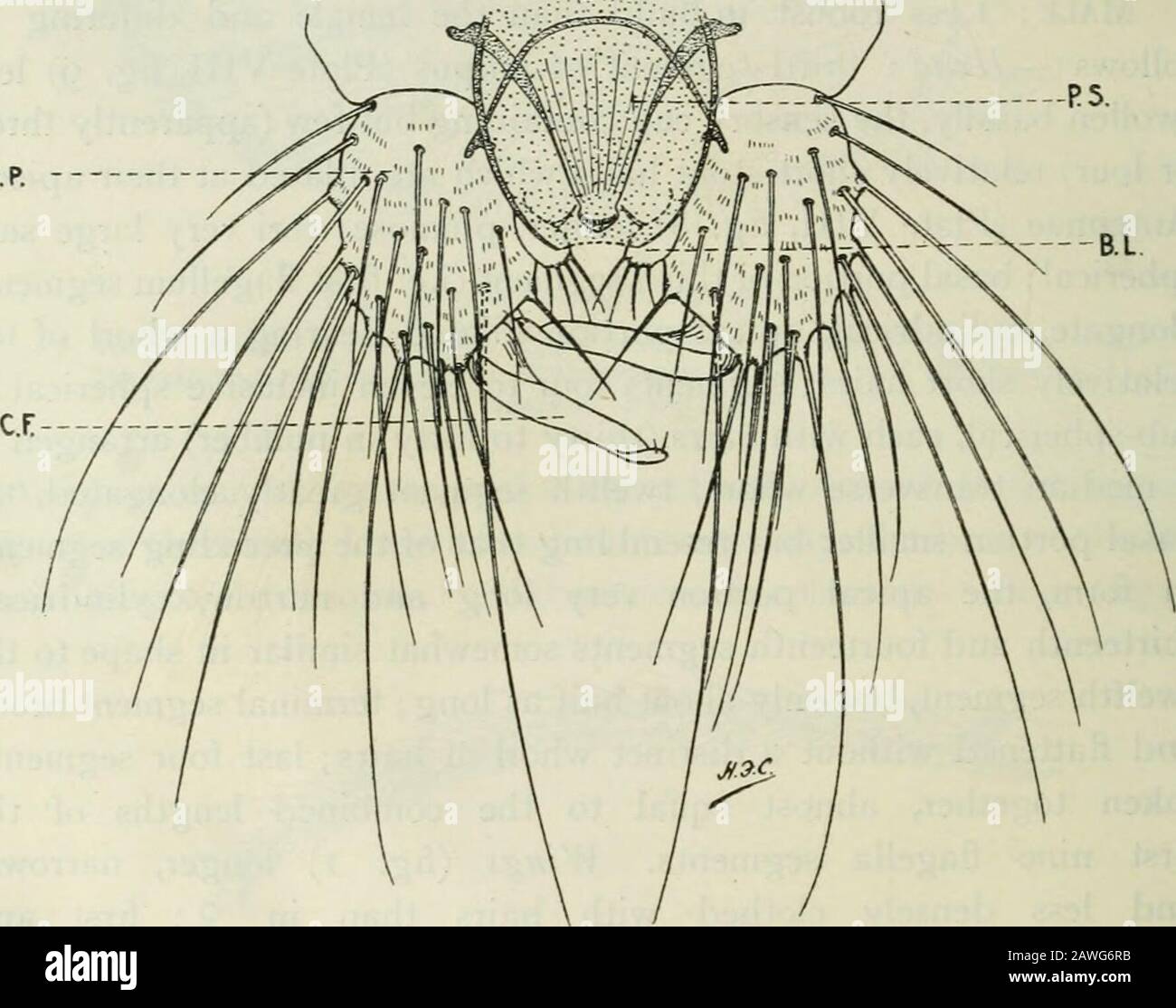 Tarsal segments hi-res stock photography and images - Alamy