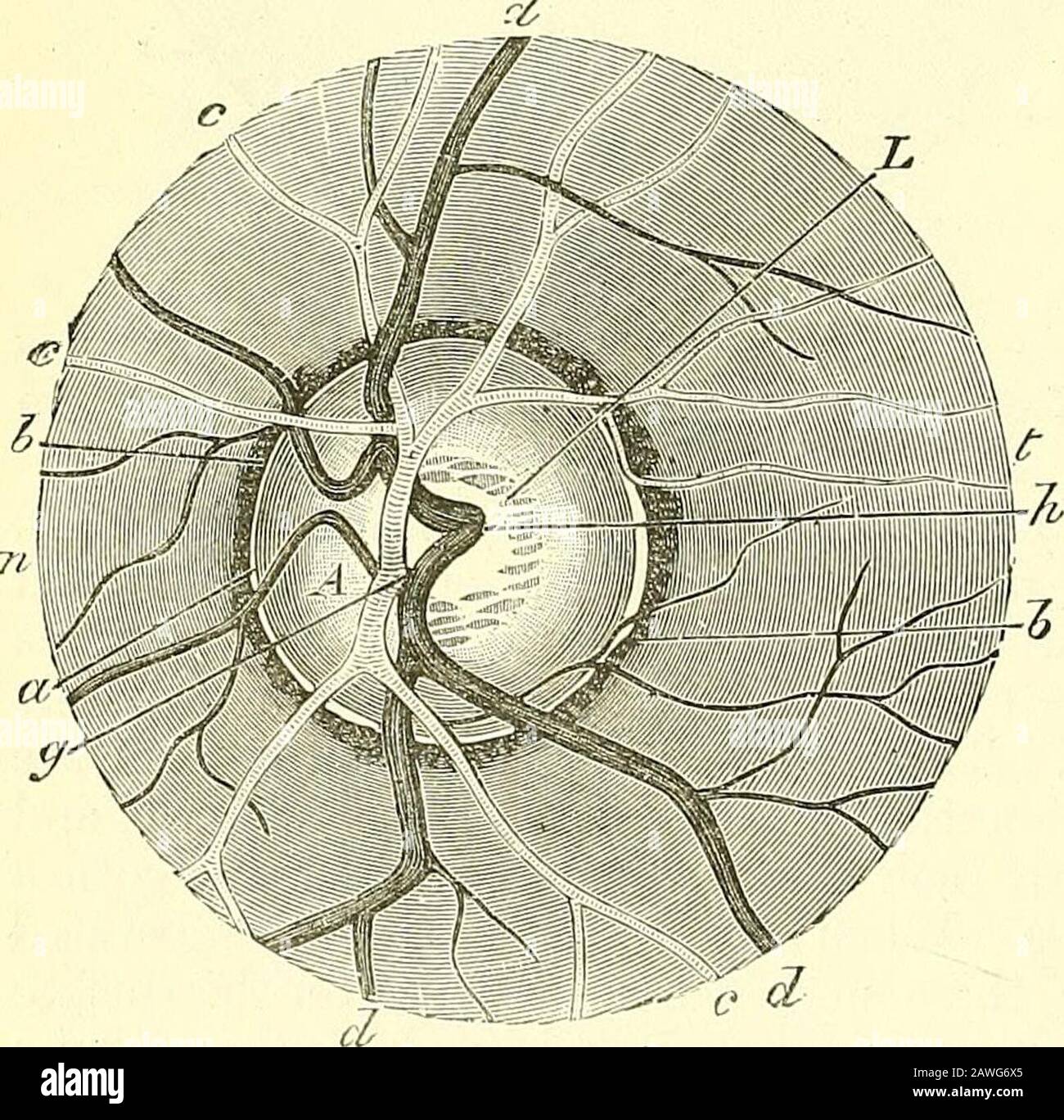 Choroidal artery hi-res stock photography and images - Alamy